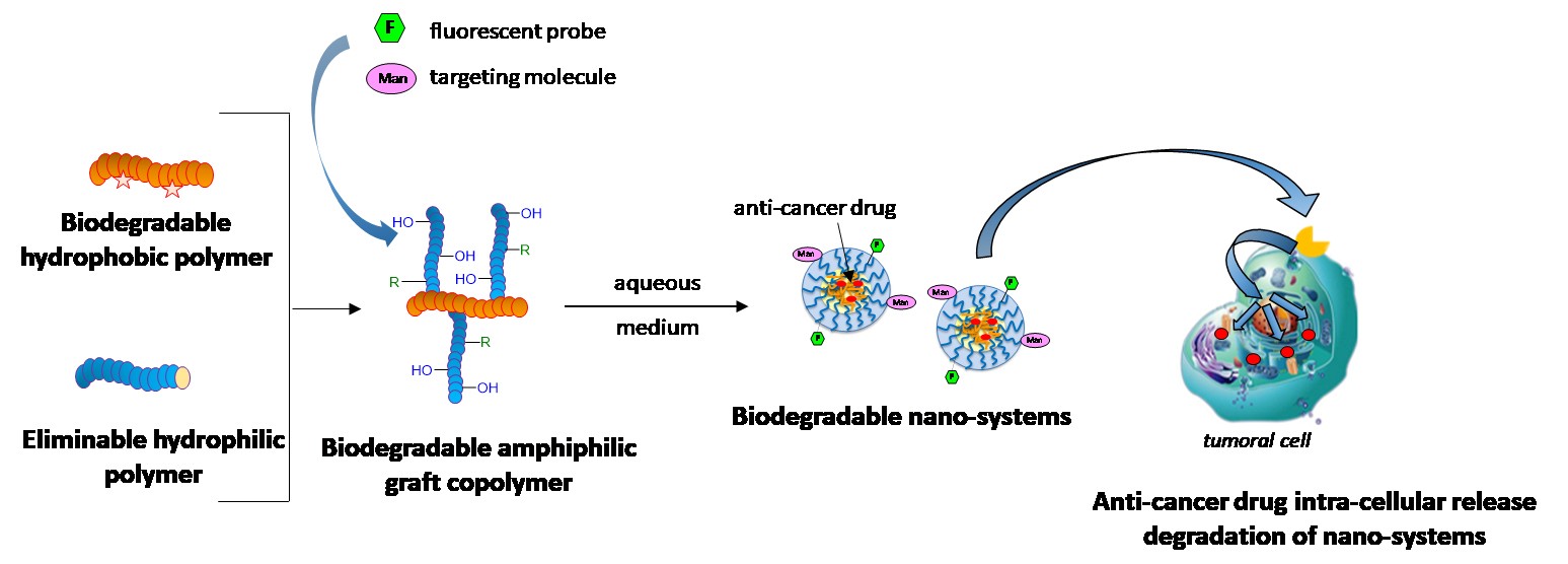 Drug delivery — IBMM Polymers for Health and Biomaterials