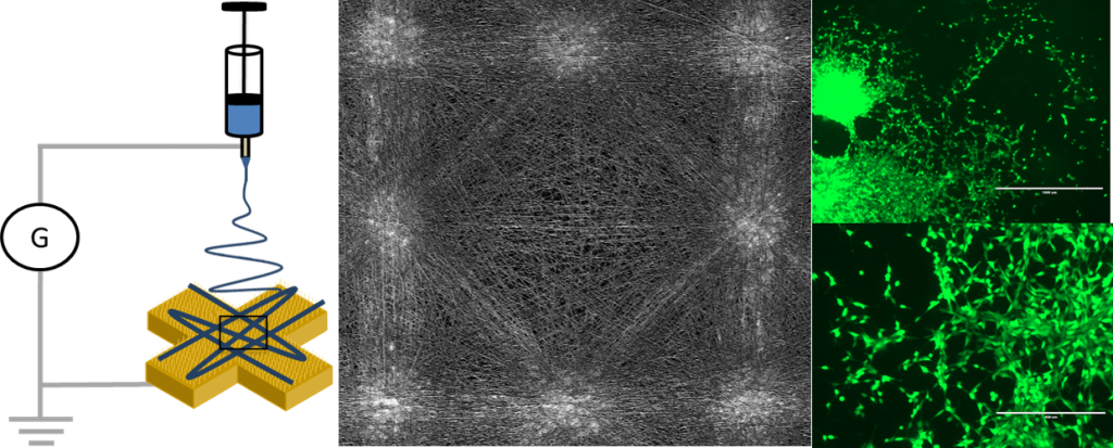 Tissue engineering and medical devices — IBMM Polymers for Health and ...