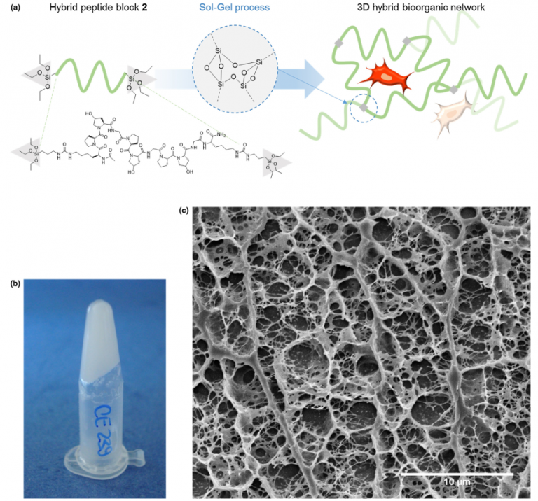 Sol-gel synthesis of collagen-inspired peptide hydrogel — IBMM Polymers ...