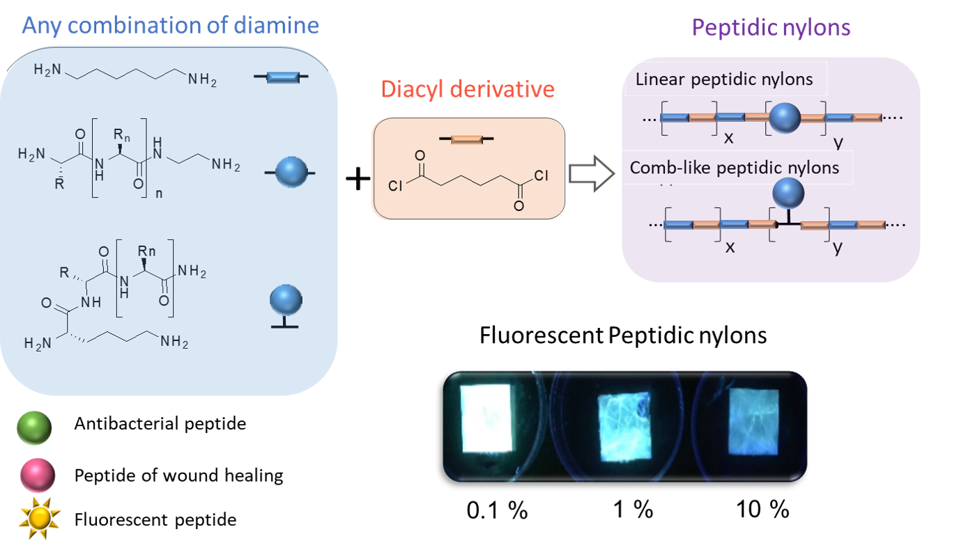 Turning peptides into bioactive nylons — IBMM Polymers for Health and ...