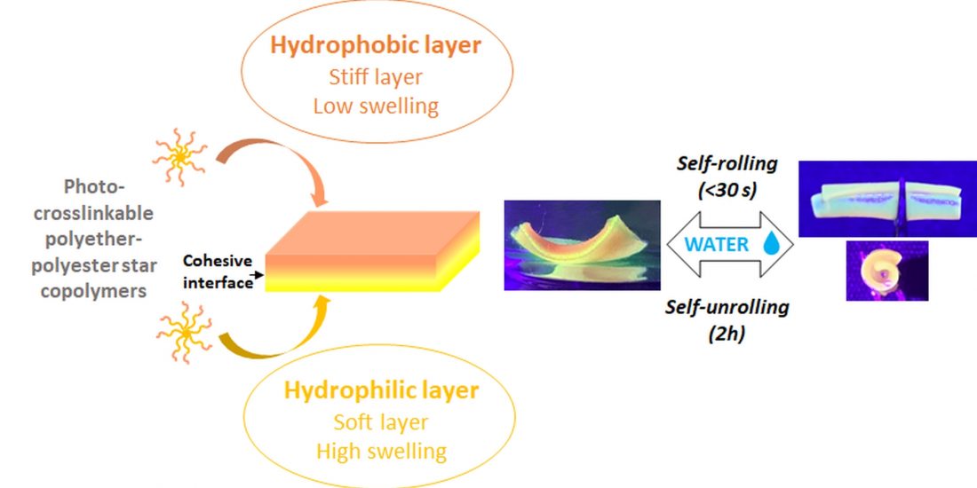 Advanced polymeric biomaterials — IBMM Polymers for Health and Biomaterials